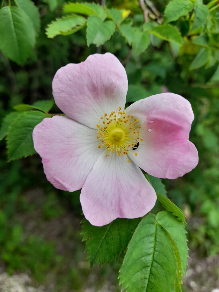 Zen nap Budapesten június 10-én - Kvan Um Zen Magyarország