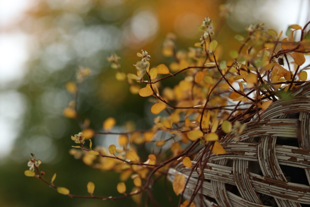 Zen nap Szegeden szeptember 10-én - Kvan Um Zen Magyarország